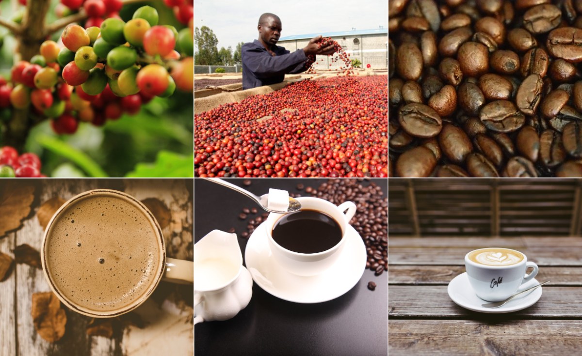 Coffee: Uganda’s Magic Crop - Uganda Trade News